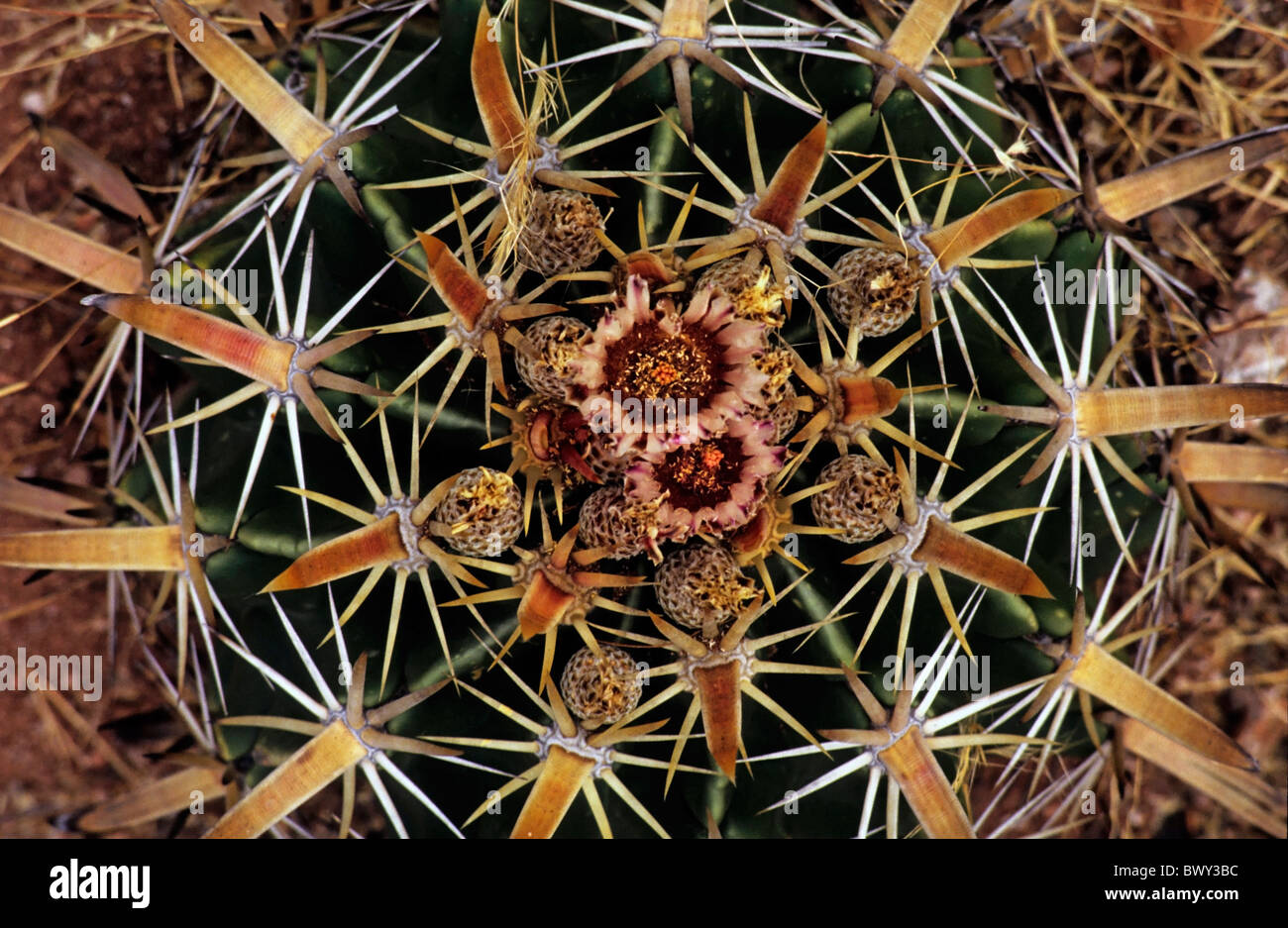Flowering cactus plant, Oaxaca, Mexico Stock Photo - Alamy