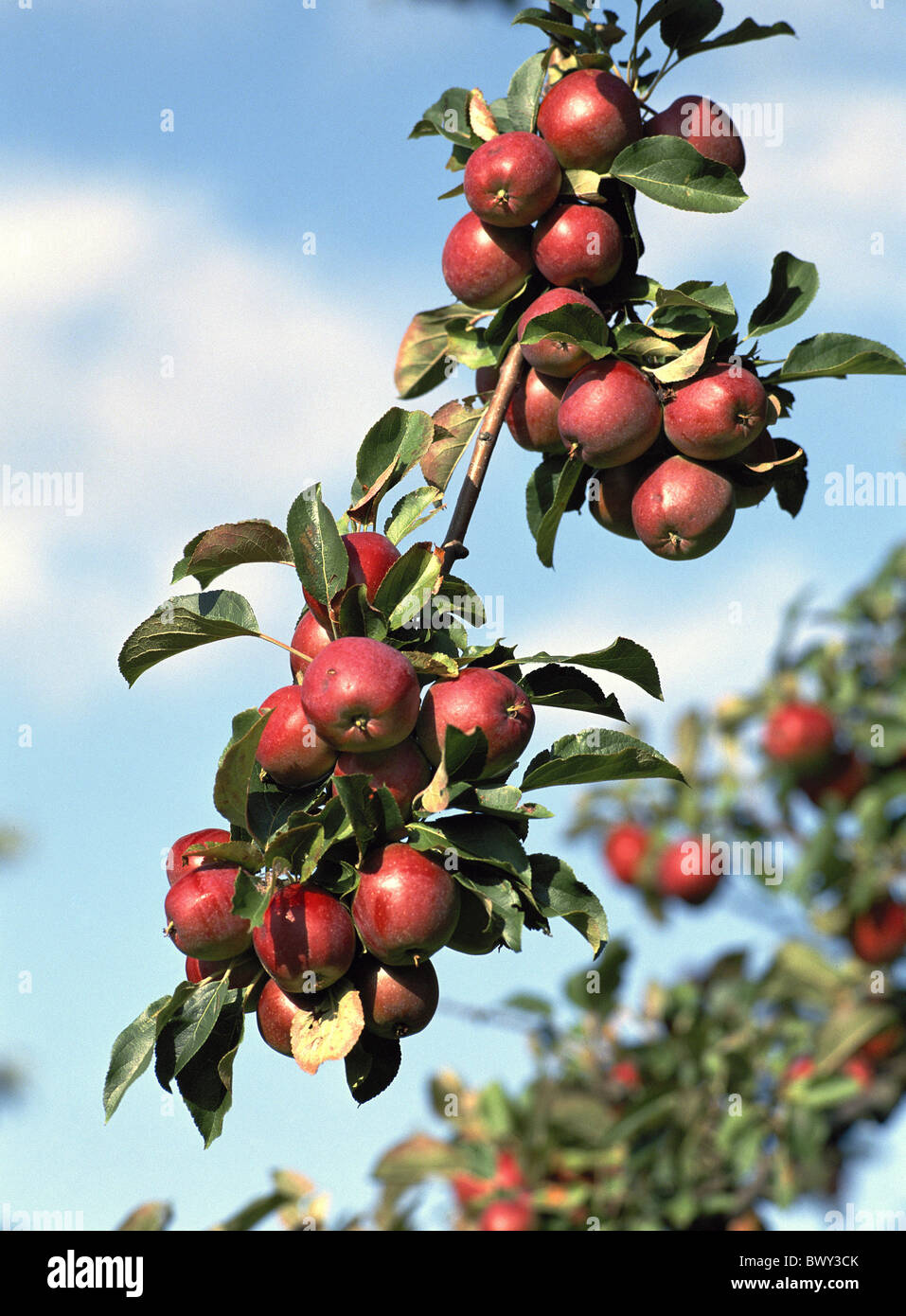 apple tree tree apples ripe for harvest fruits fruit red ripe branch ...