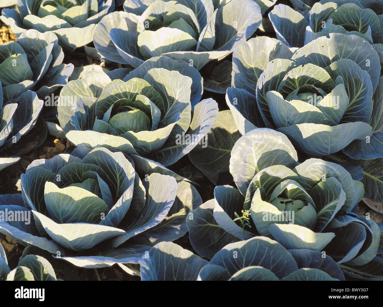 vegetables cabbage cabbage ripe for harvest cutting part agriculture ...