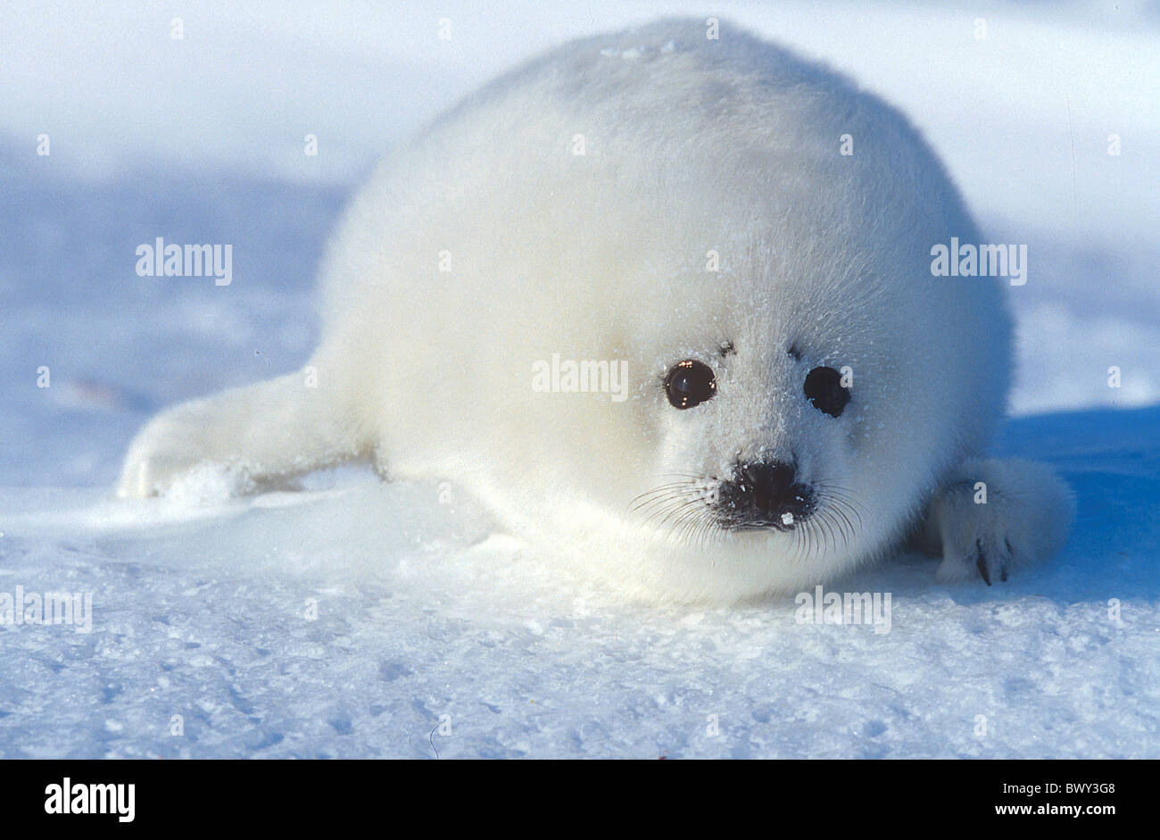 Animals Baby Animal Seal Top 20 Cutest Baby Seals | Cute N Tiny
