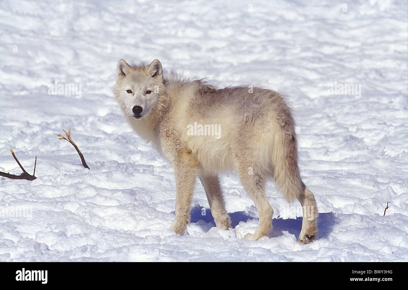 animal animals arctic wolf Canada North America America Canis lupus ...