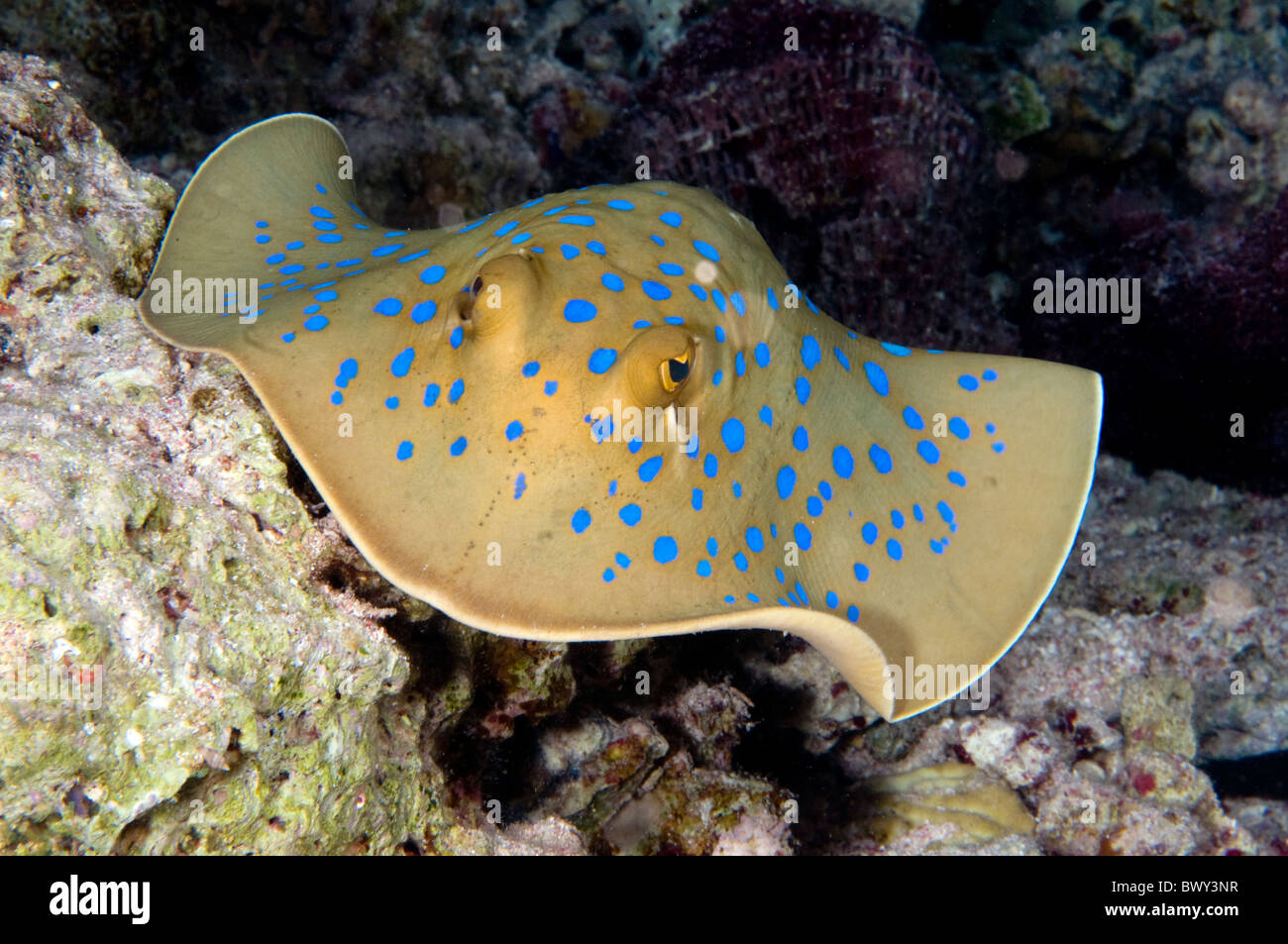 Blue ray spotted stingray hi-res stock photography and images - Alamy