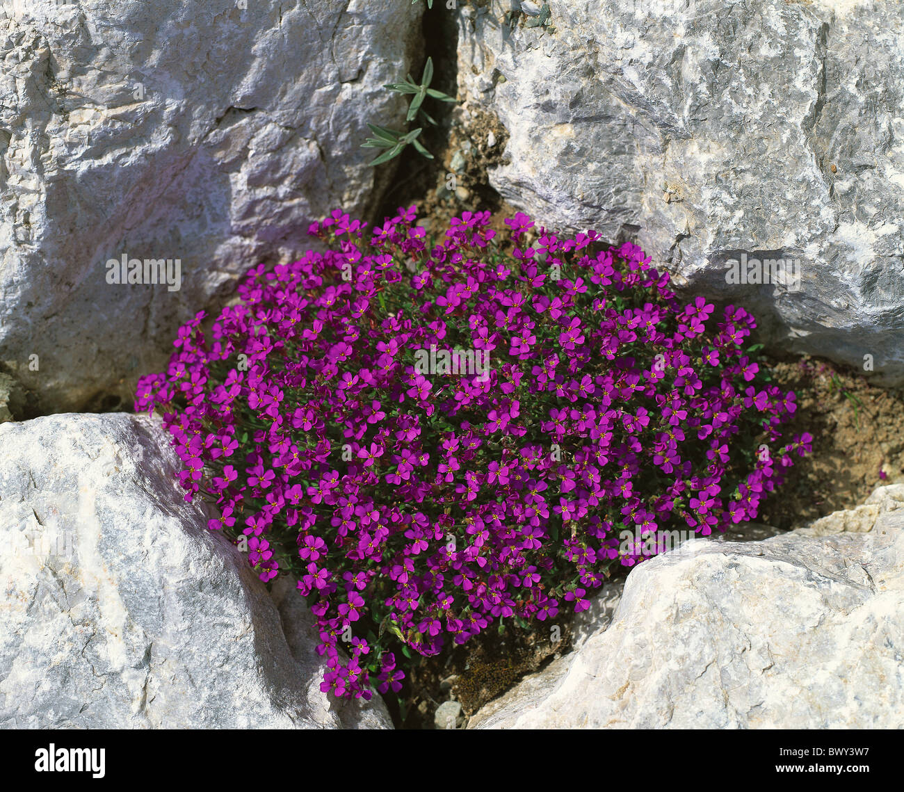 flower polster wall cliff lump blue cushion Stock Photo - Alamy