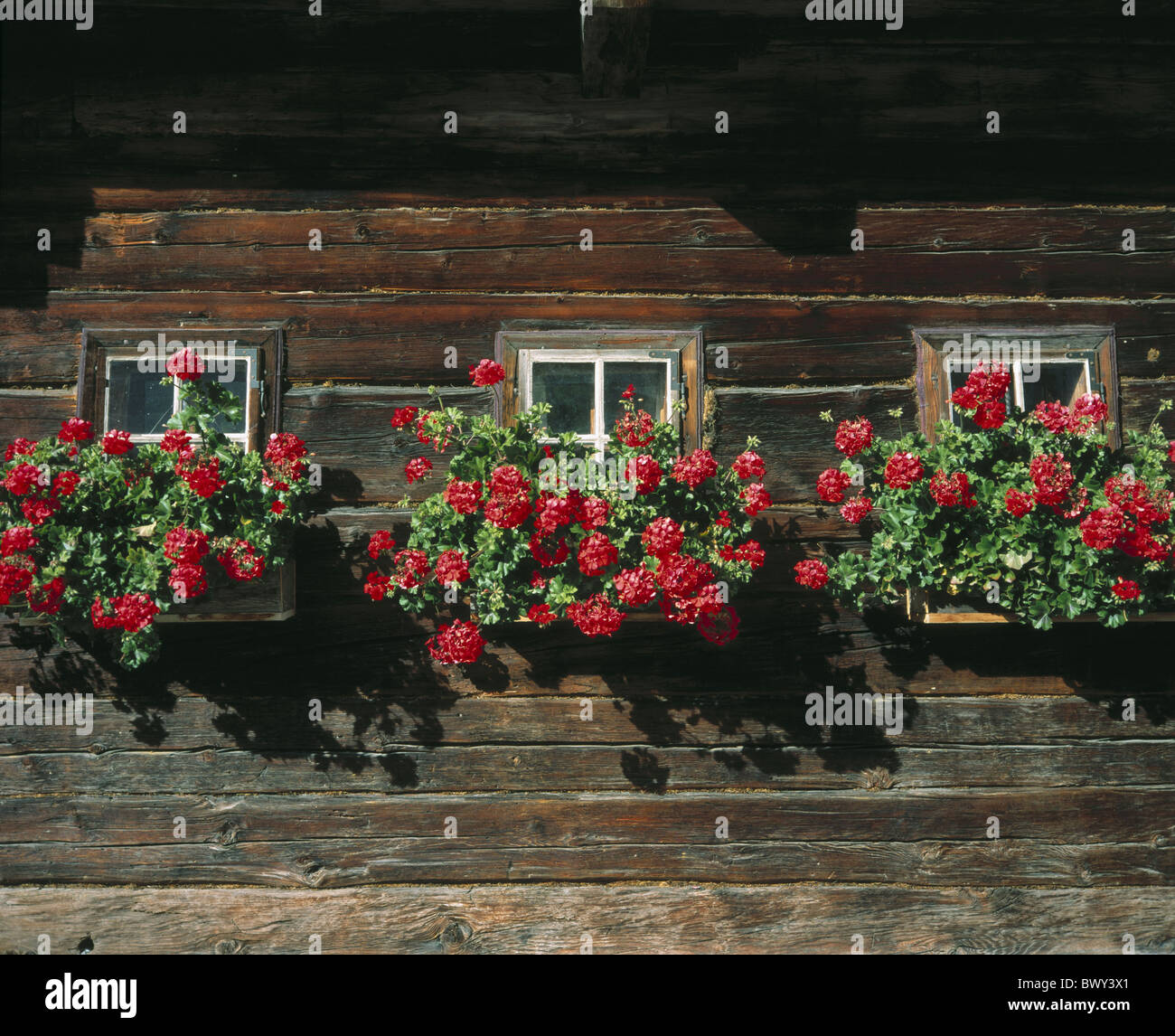 log cabin flower window geraniums house home timber house Austria ...