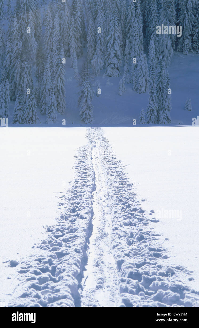 mountain slope snow field ski tracks traces firs deep snow Stock Photo - Alamy