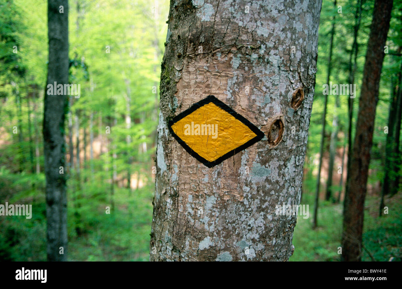 trunk symbol walking hiking footpath road mark Stock Photo - Alamy