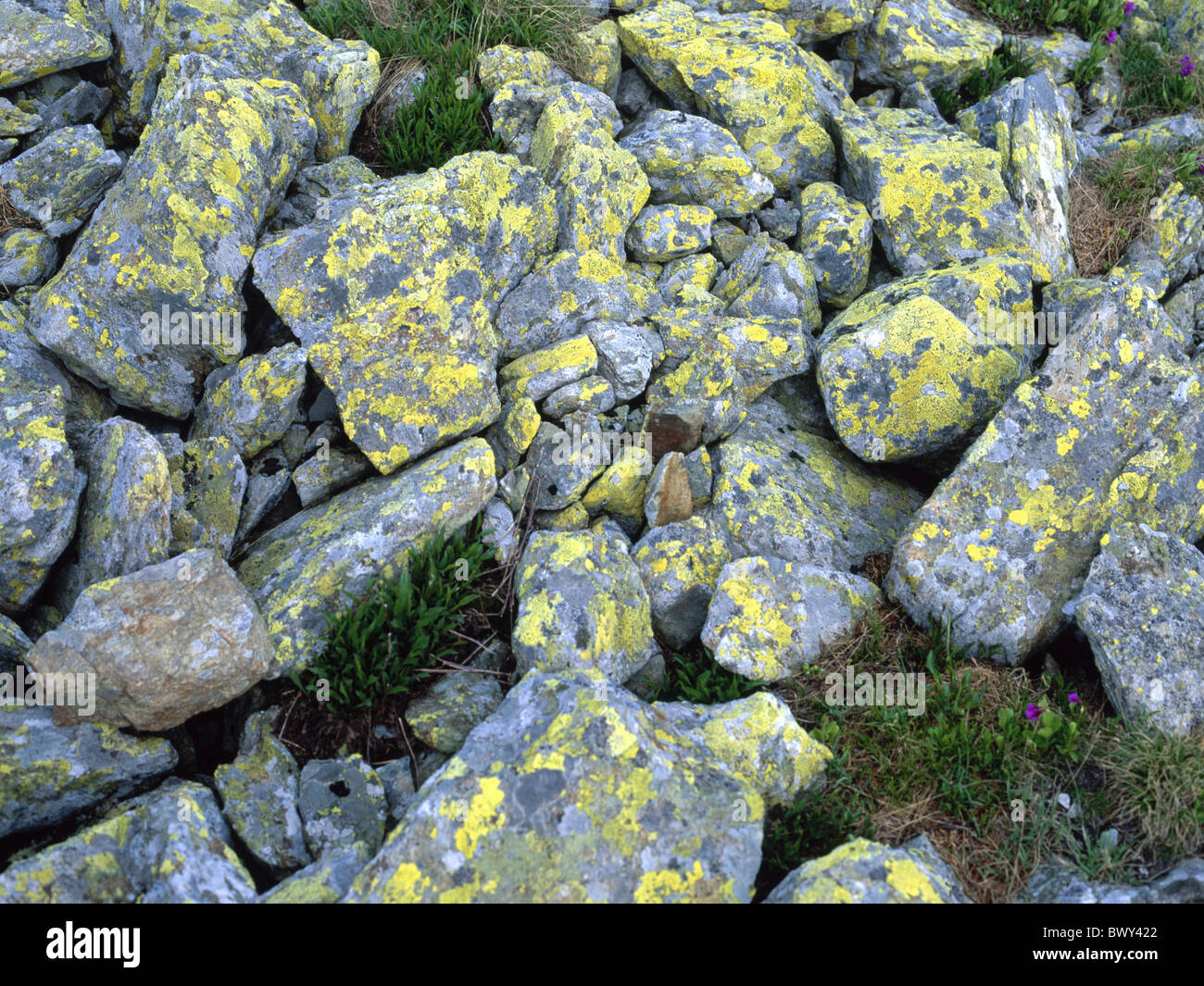Bernina cliff lump lichen lichens yellow Graubunden Grisons Switzerland ...