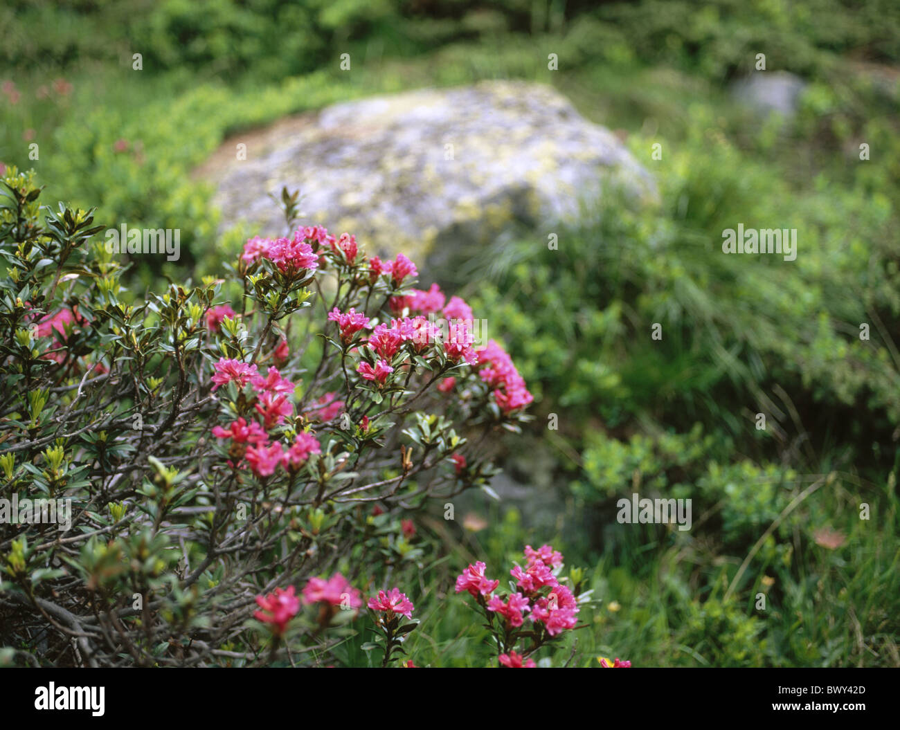 Alpine rose Bernina mountains alpine Alps detail Graubunden Grisons ...