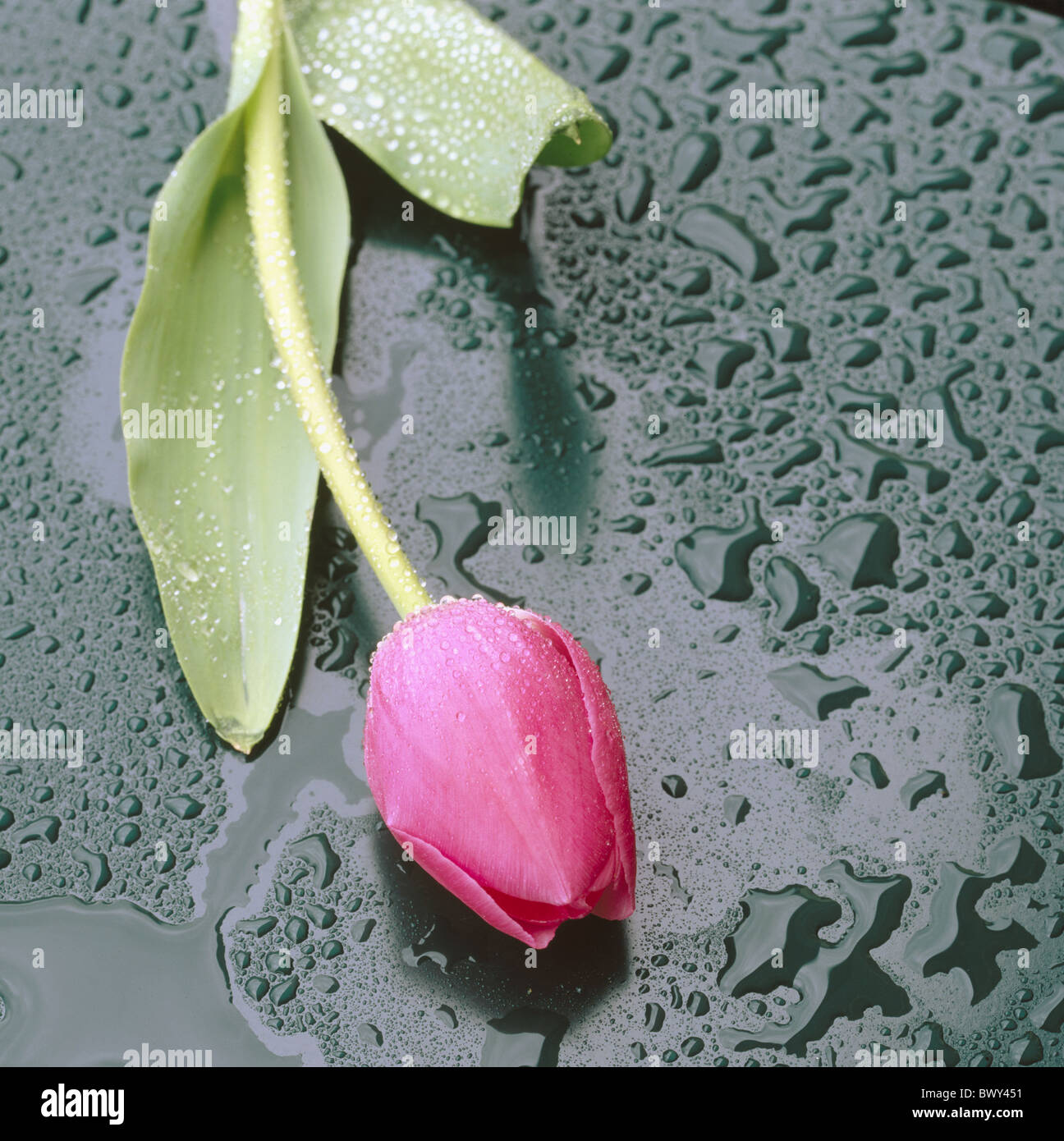 Lie still life hi-res stock photography and images - Alamy