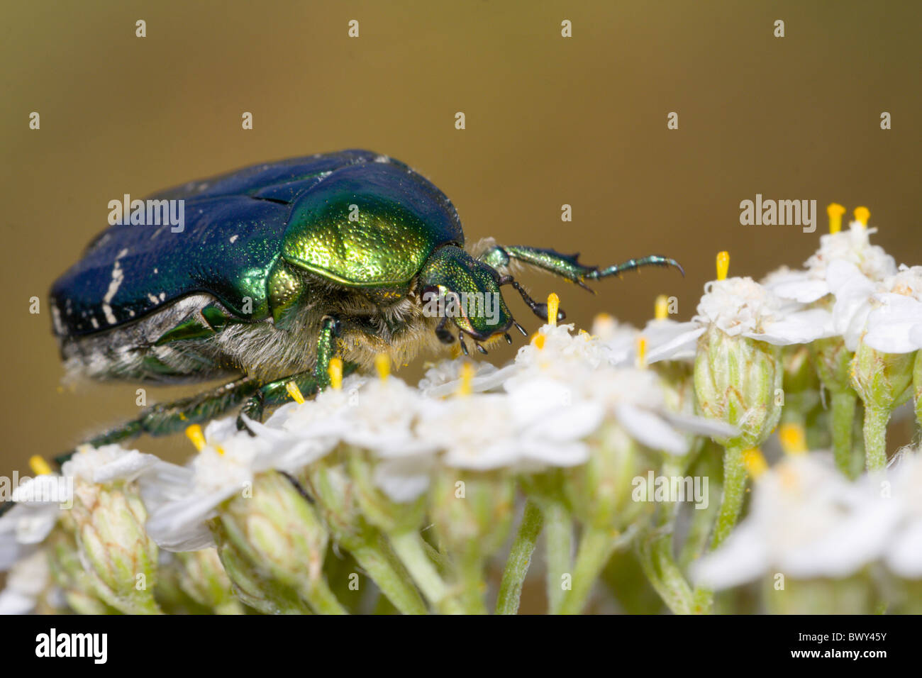 Rose Chafer Cetonia aurata Stock Photo - Alamy
