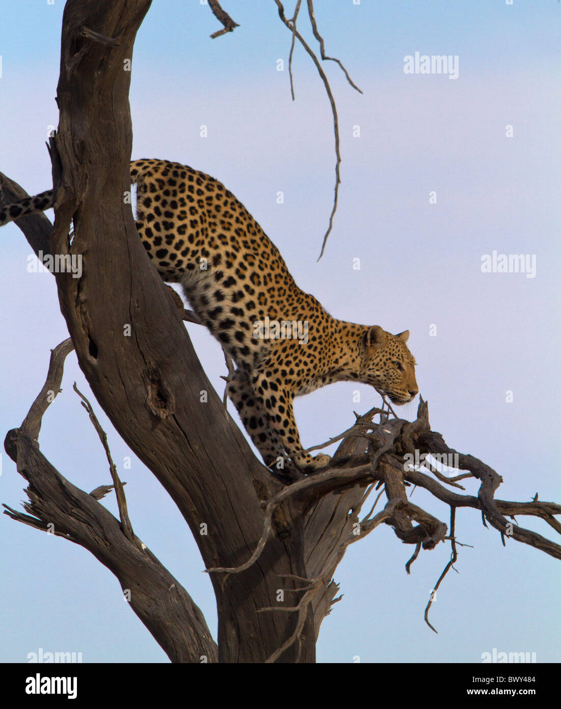 leopard climing down tree Stock Photo - Alamy