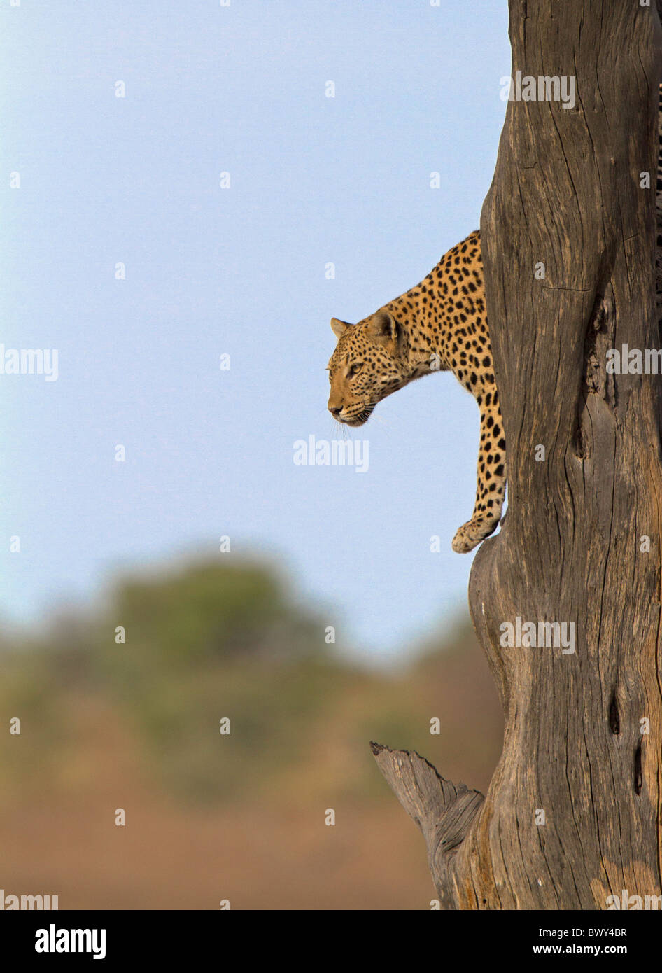 leopard climing down tree Stock Photo - Alamy