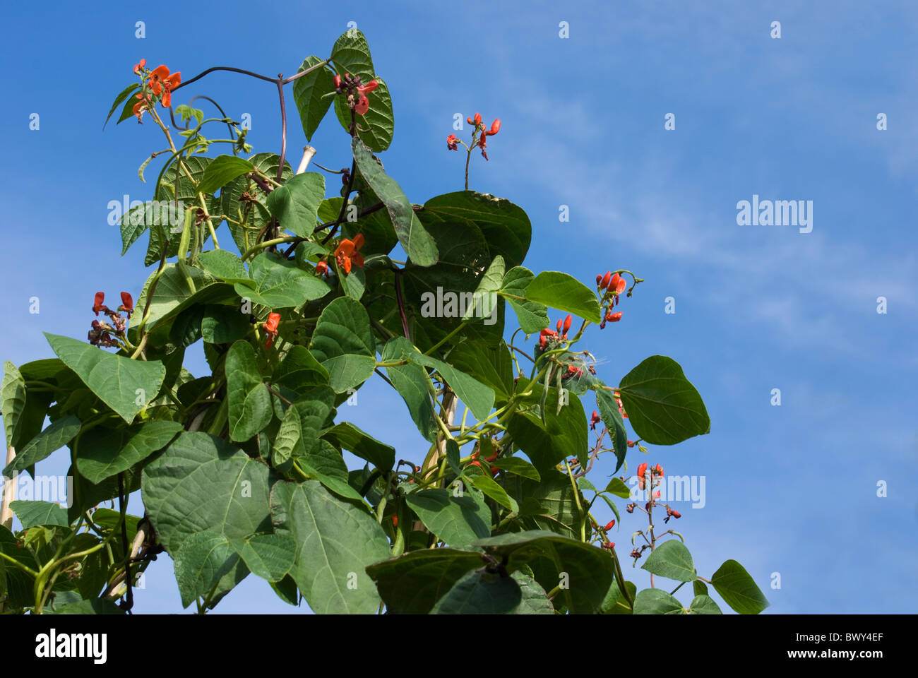 Runner beans against bright blue sky Stock Photo - Alamy