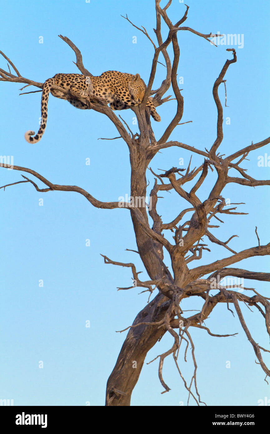 leopard in tree Stock Photo - Alamy
