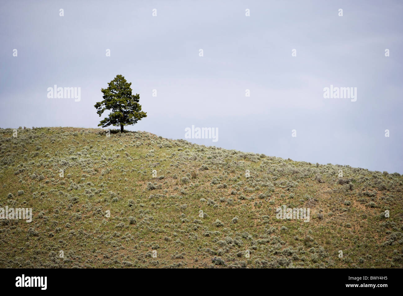 Ron tree hi-res stock photography and images - Alamy