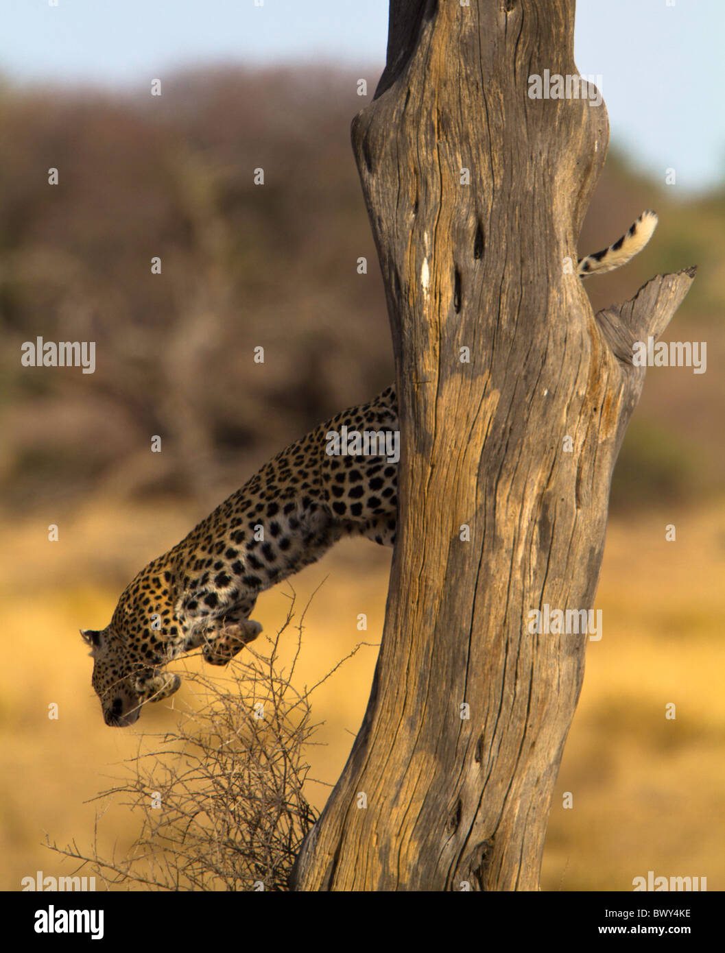 Leopard jumping tree hi-res stock photography and images - Alamy