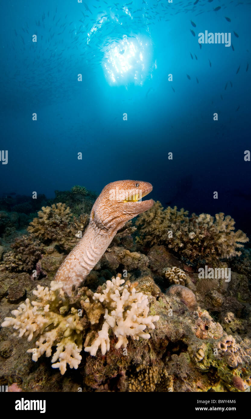 Yellow mouth moray eel hi-res stock photography and images - Alamy