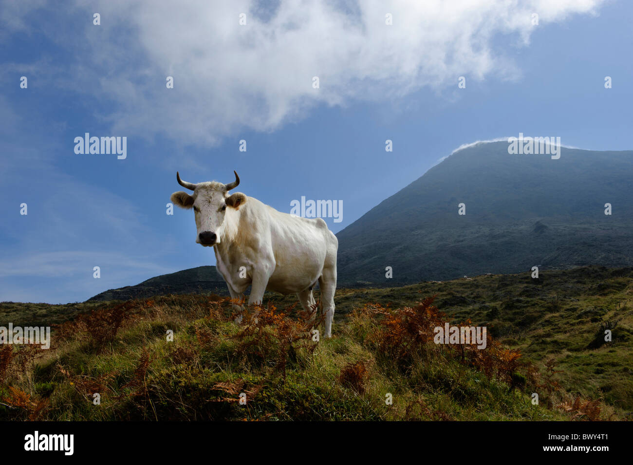 Cow on Pico Alto, Isle of Pico, Azores Stock Photo - Alamy