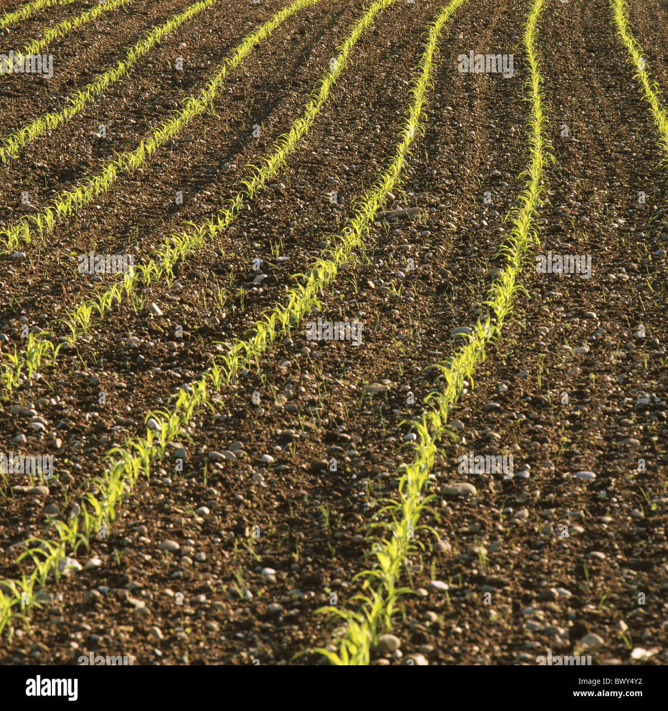 field seedlings maize corn useful plants rows grow Stock Photo - Alamy