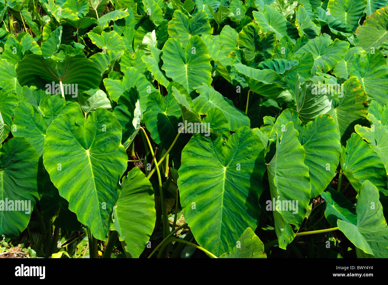 Cultivation of Yam, Isle of Pico, Azores Stock Photo - Alamy