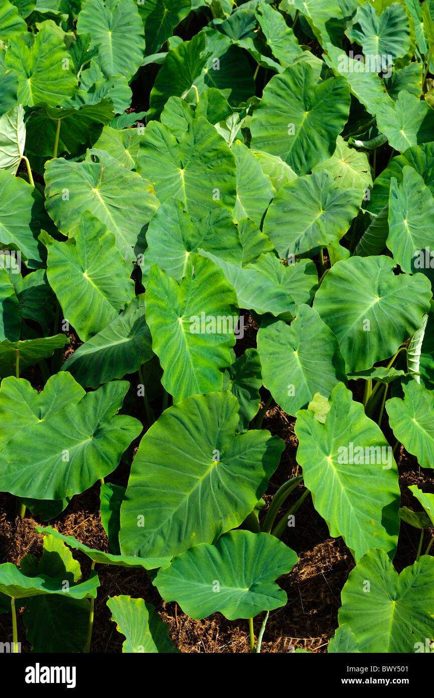 Cultivation of Yam Isle of Pico, Azores Stock Photo - Alamy