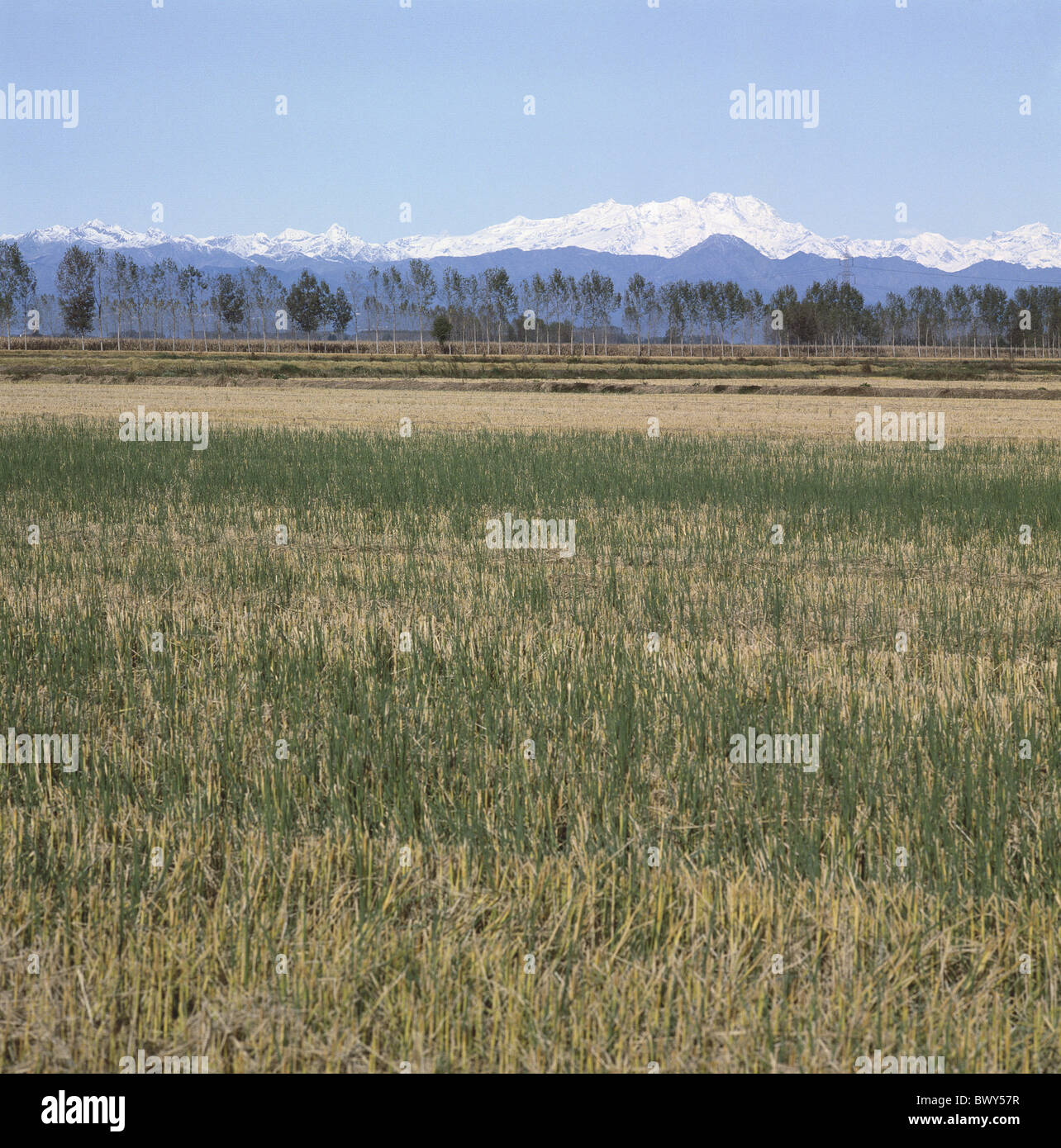 Alpine chain Alps view tree line Italy Europe Monte Rosa Po Plain Po ...