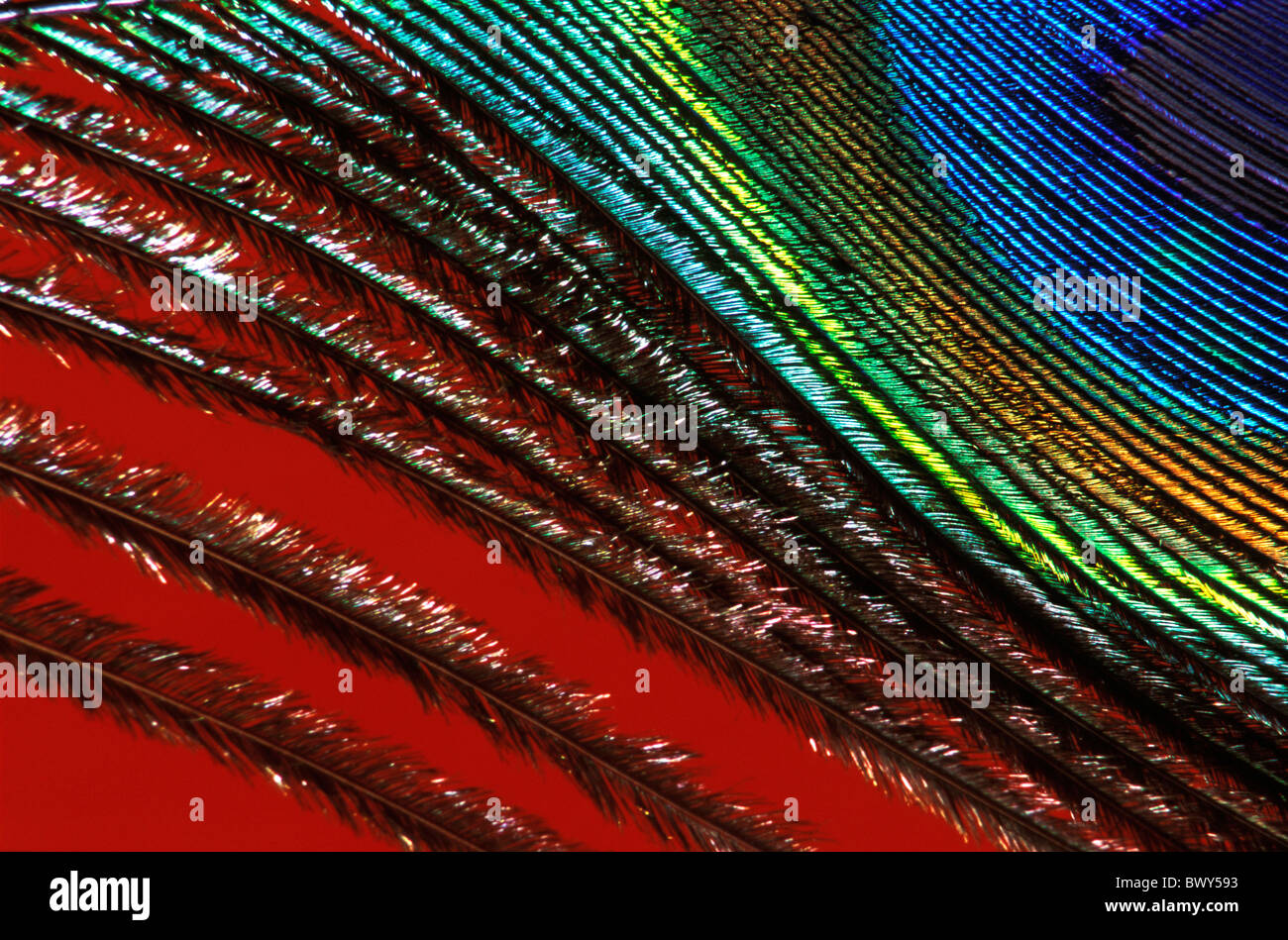 animal animals bird birds detail feather feathers peacock structure ...