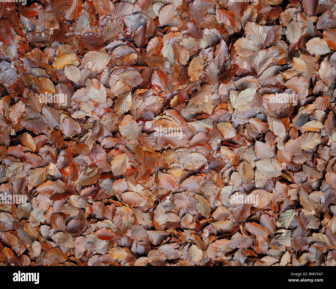 autumn leaves foliage ground brown foliage Stock Photo - Alamy