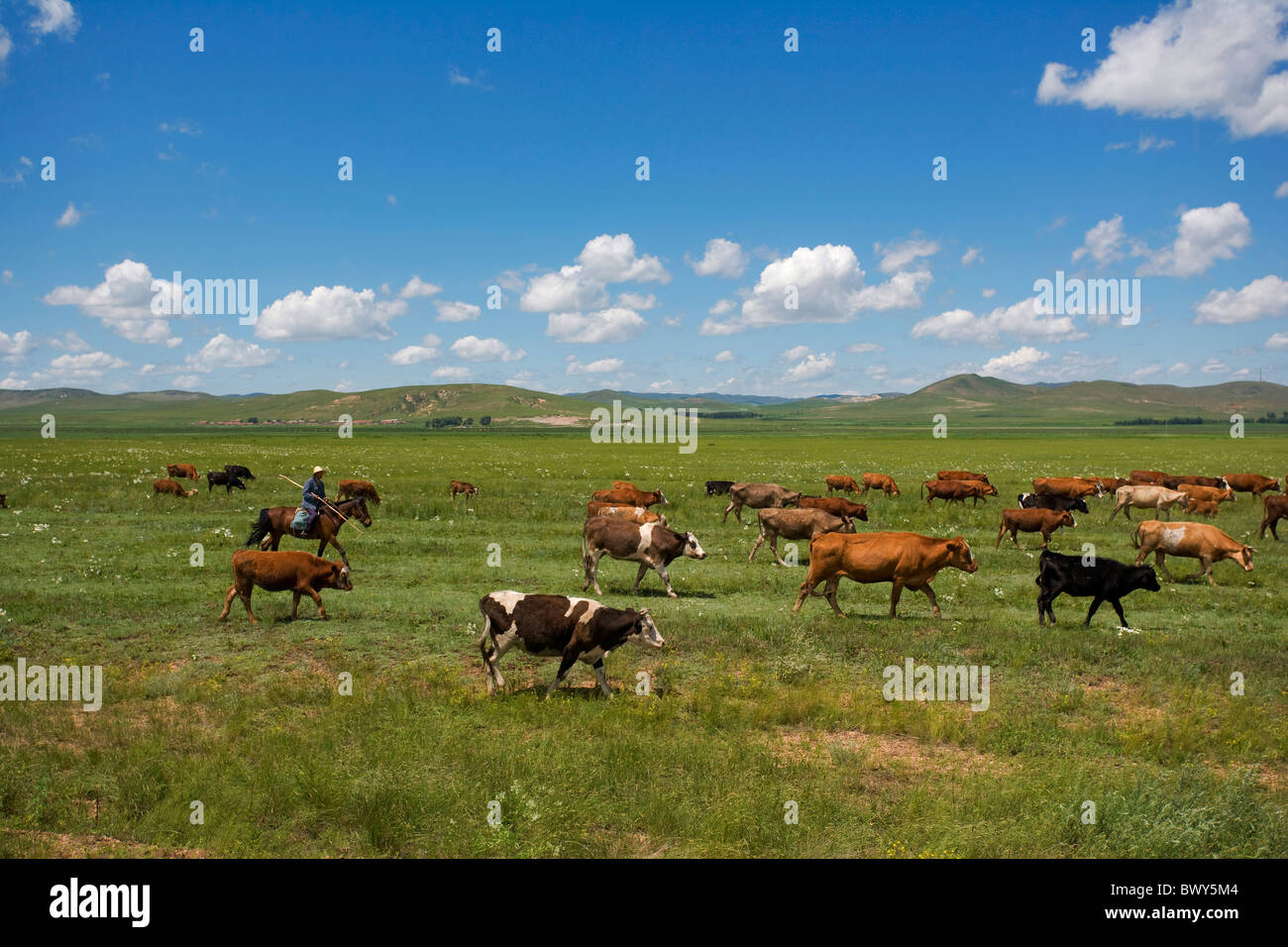 Yila grassland hi-res stock photography and images - Alamy