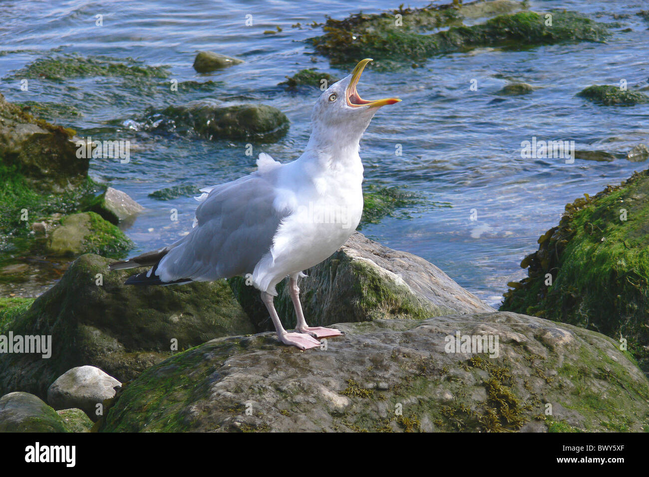 View of Seagull crying in Benlloch Bay, Anglesey, North Wales, United ...