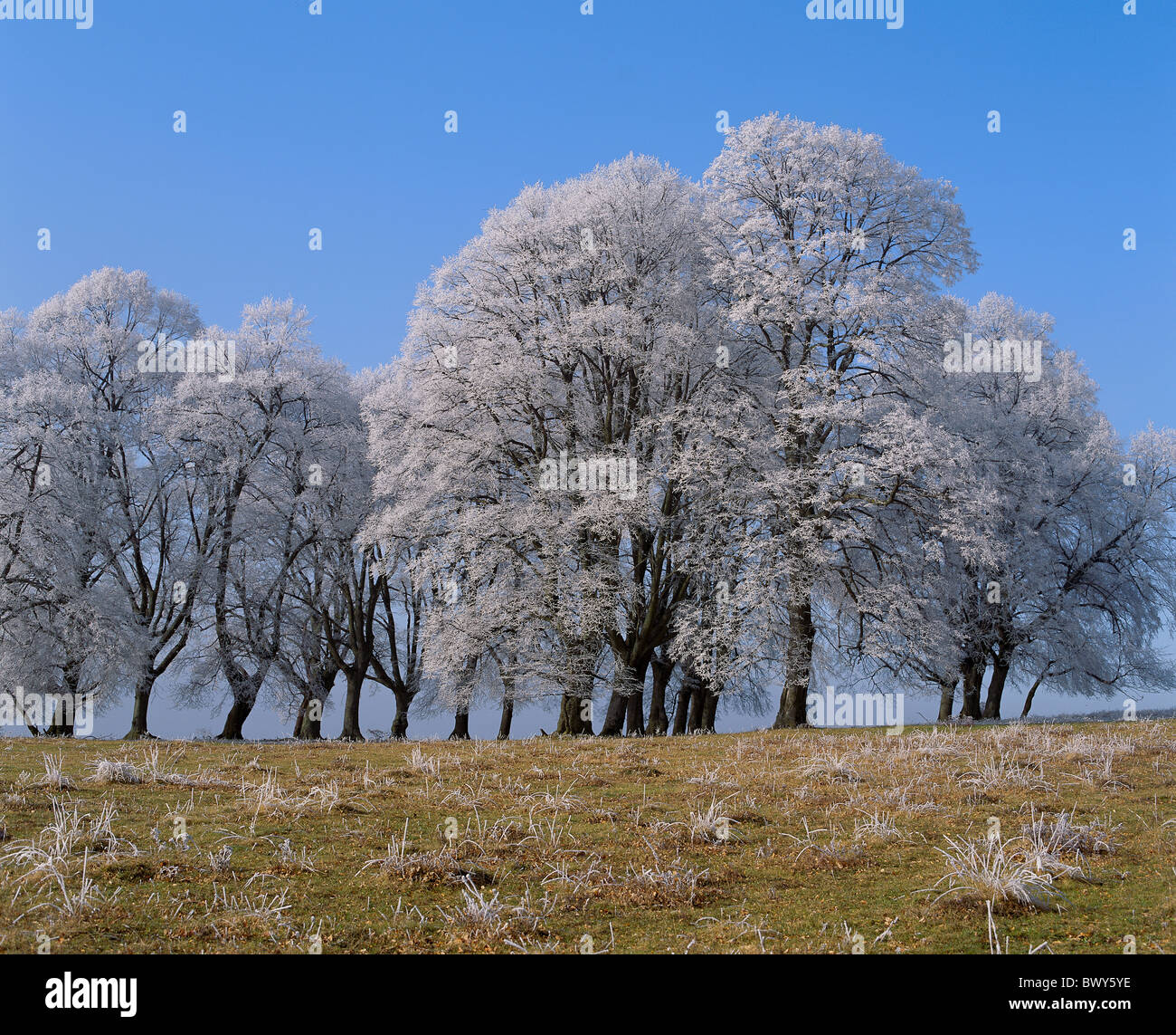 winter hoarfrost trees group of trees meadow Stock Photo - Alamy