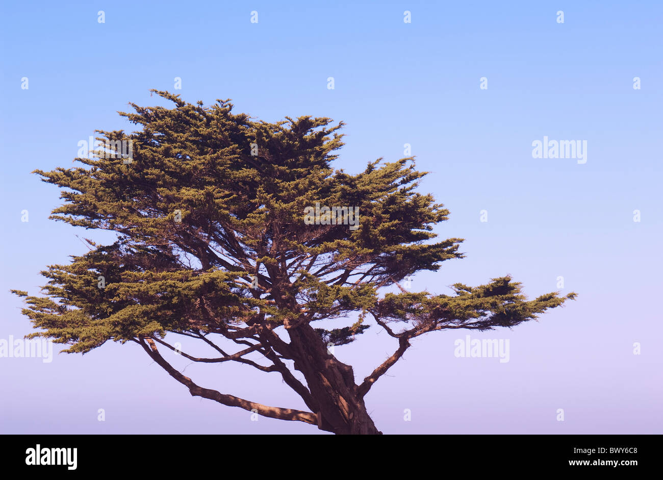 Windy tree canopy High Resolution Stock Photography and Images - Alamy