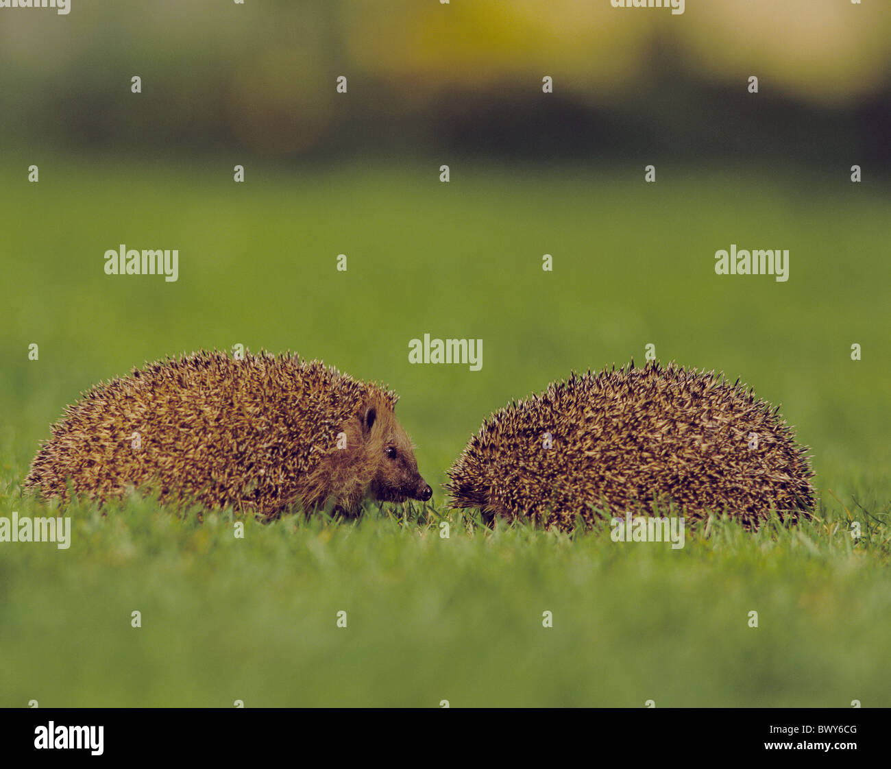 2 hedgehog stings prickles animals beasts bring near grass sniff Stock ...