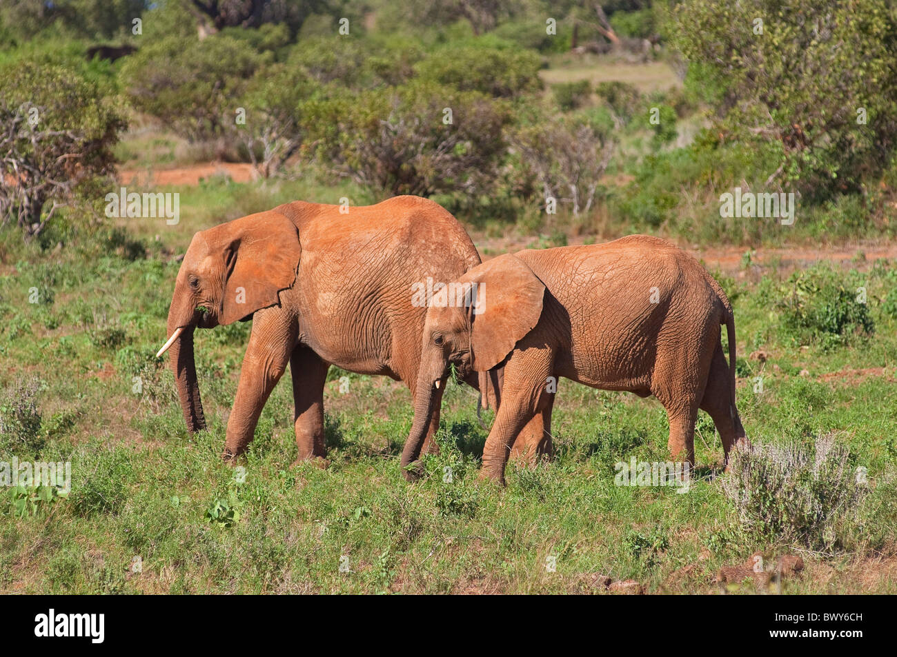Tsavo national park hi-res stock photography and images - Alamy