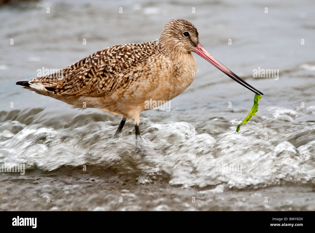 Limosa fedoa hi-res stock photography and images - Alamy