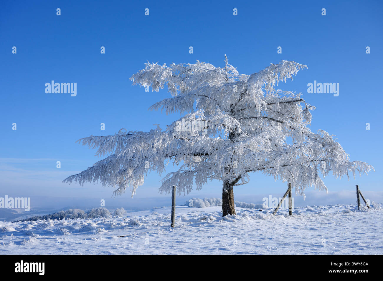 Snow Covered Conifer Tree, Wasserkuppe, Rhon Mountains, Hesse, Germany ...