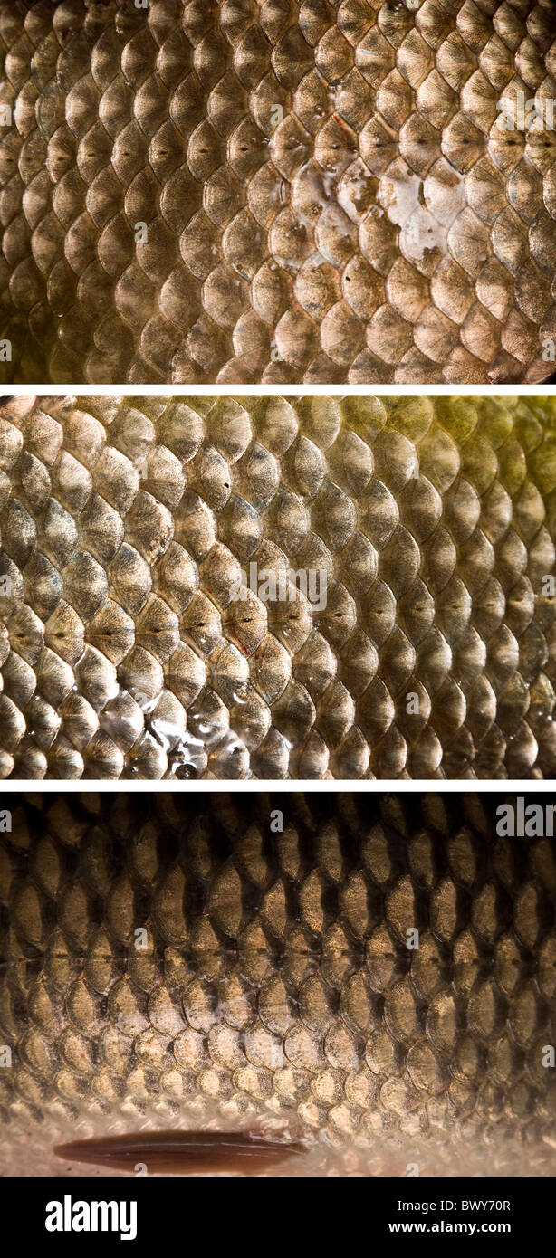 three scales of fish carp background Stock Photo - Alamy