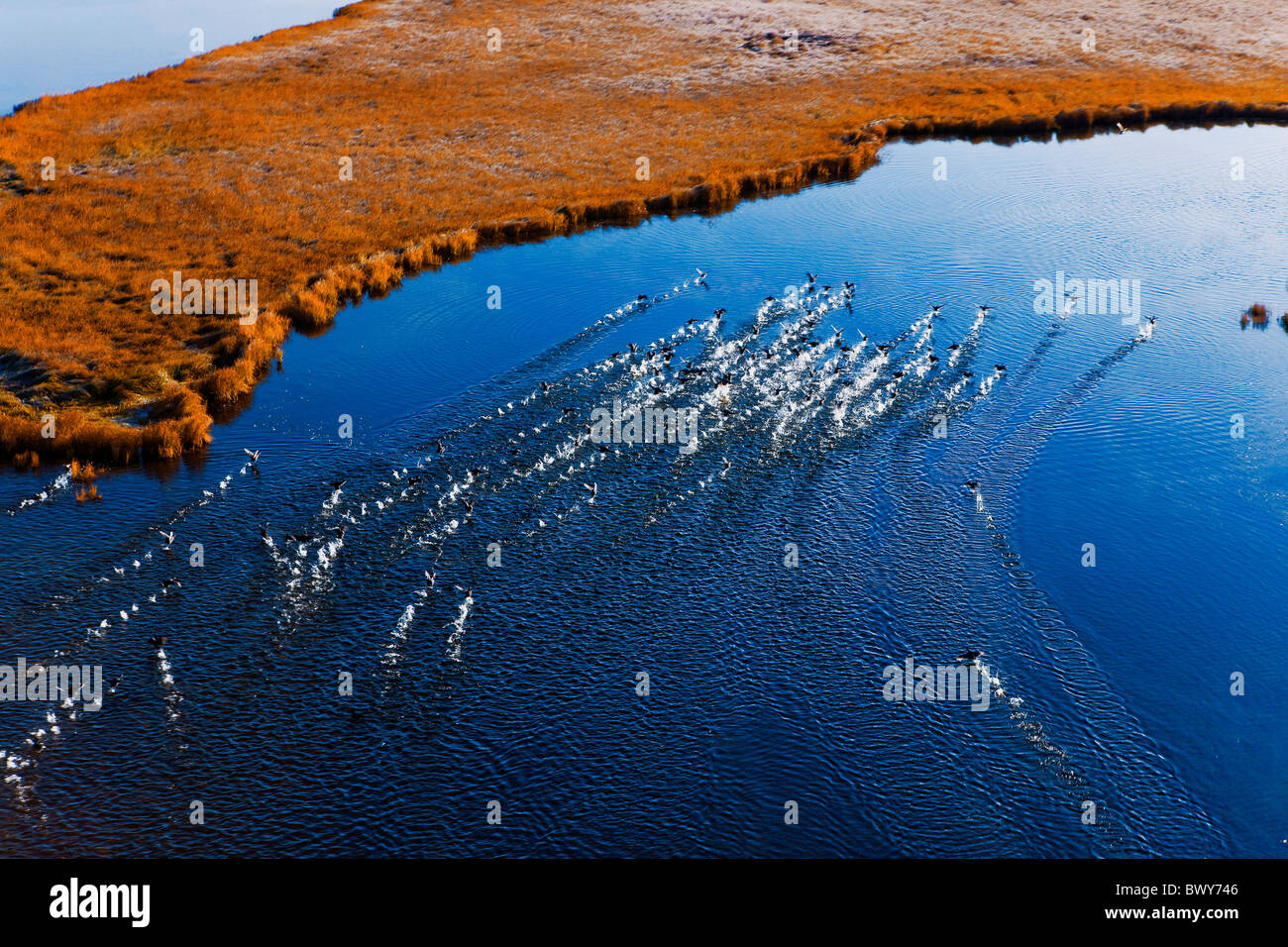 Swan Lake, Bayanbulak Grasslands, Bayingolin Mongol Autonomous ...