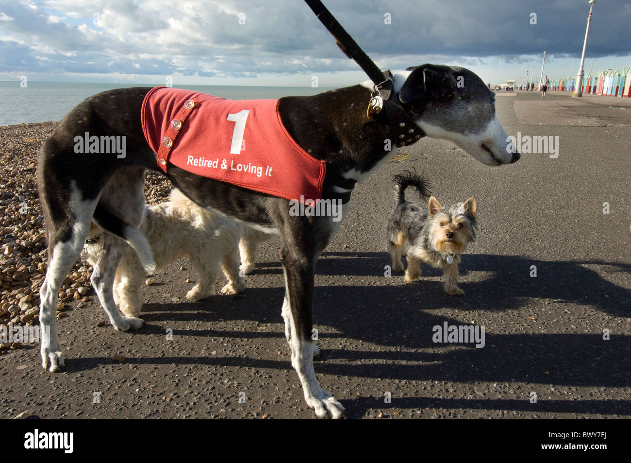 Tail between legs hi-res stock photography and images - Alamy