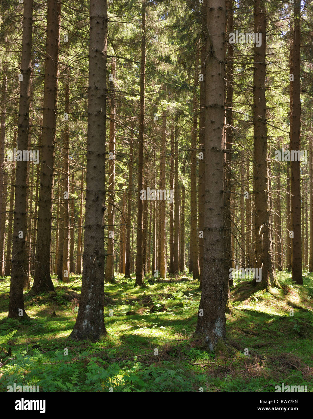 Forest, Harz National Park, Lower Saxony, Germany Stock Photo - Alamy