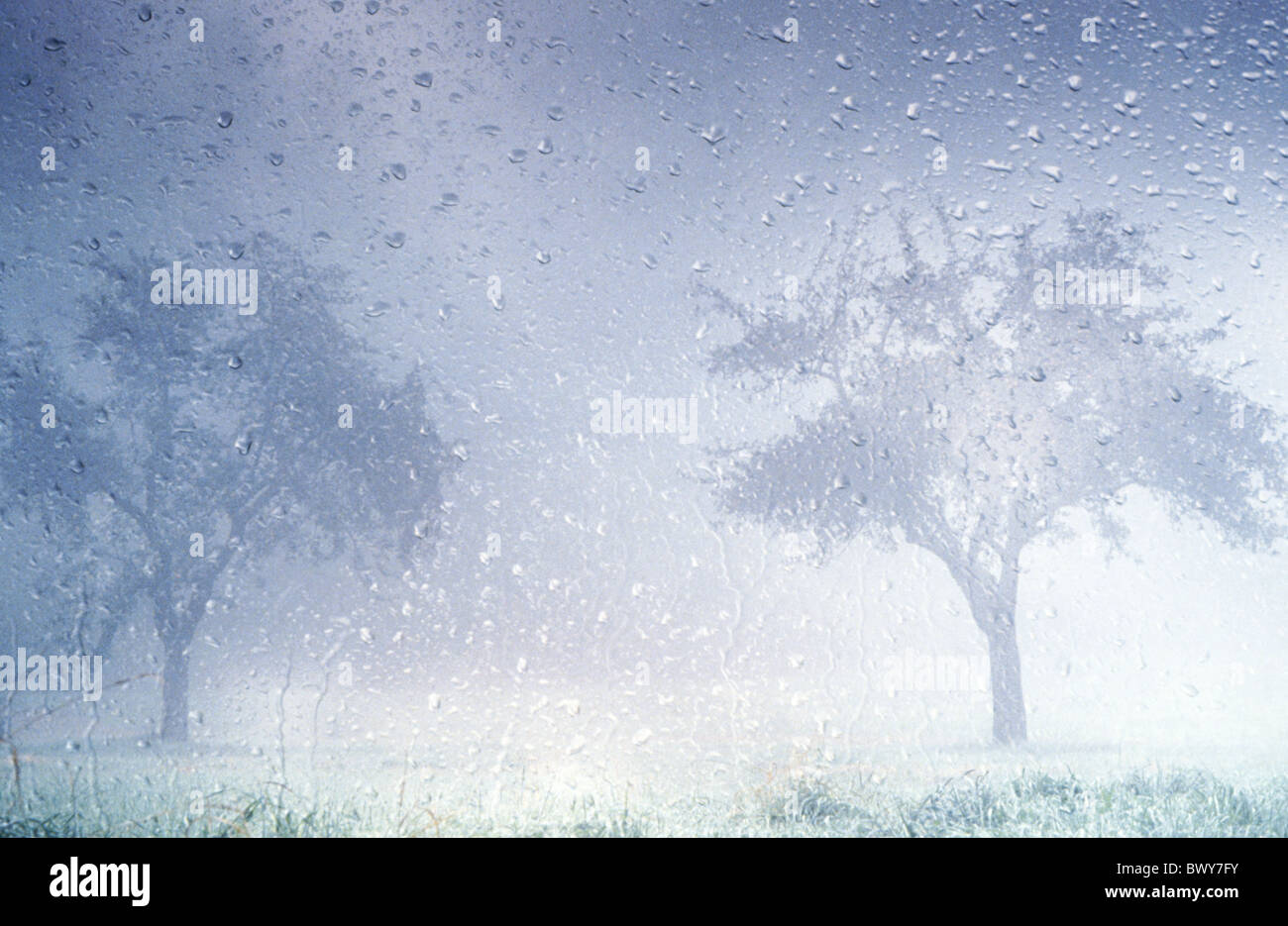 trees disc slice scenery rain raindrop rain weather meadow Stock Photo ...