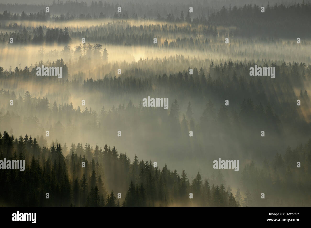 Forests, Harz National Park, Lower Saxony, Germany Stock Photo - Alamy