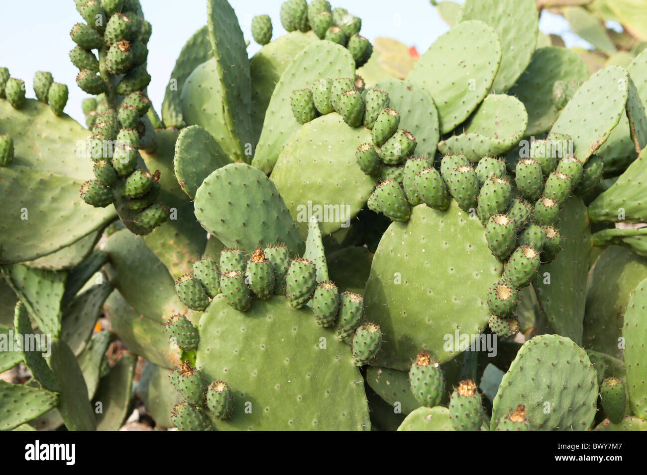 Cactus, Pantelleria, Sicily, Italy Stock Photo - Alamy