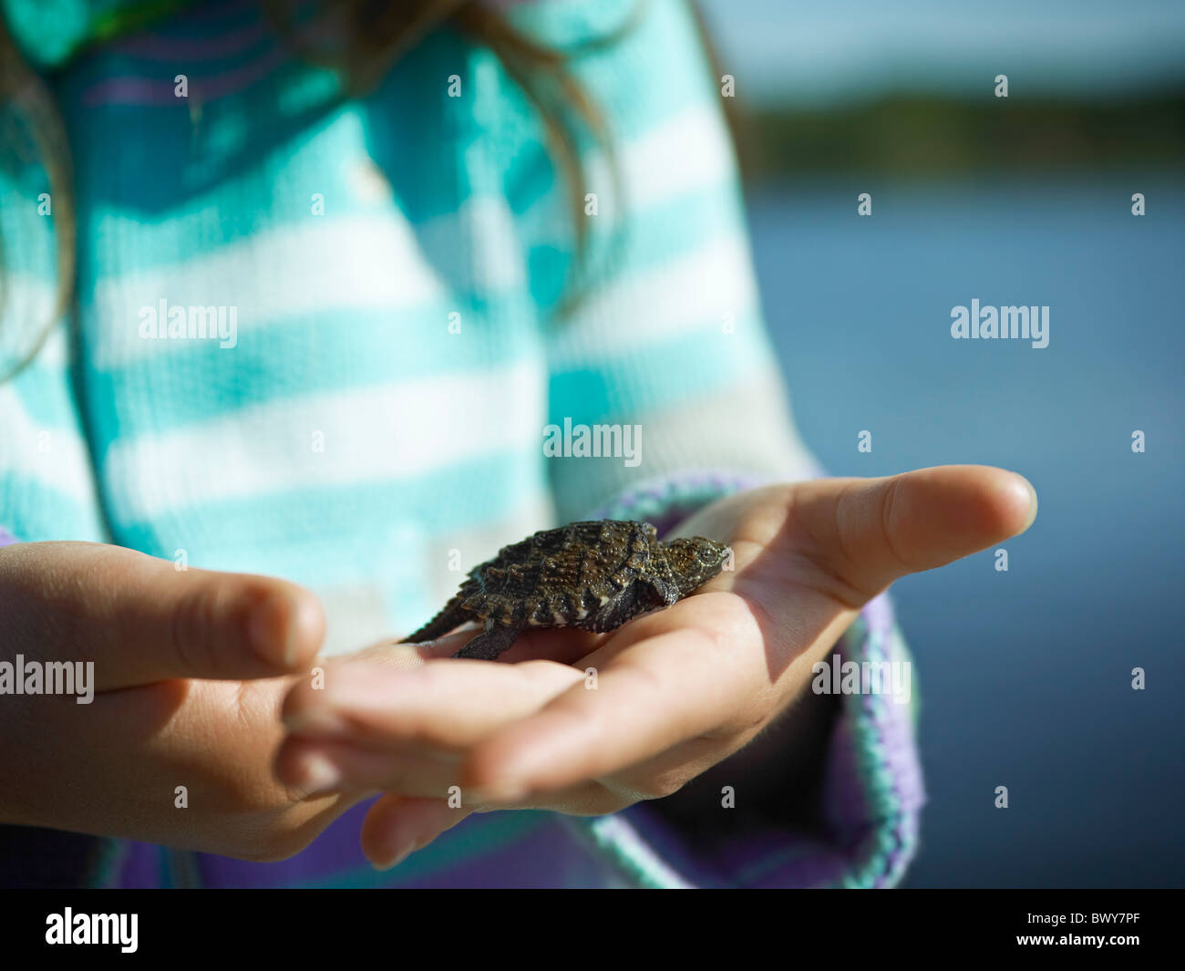 Baby snapping turtle hi-res stock photography and images - Alamy