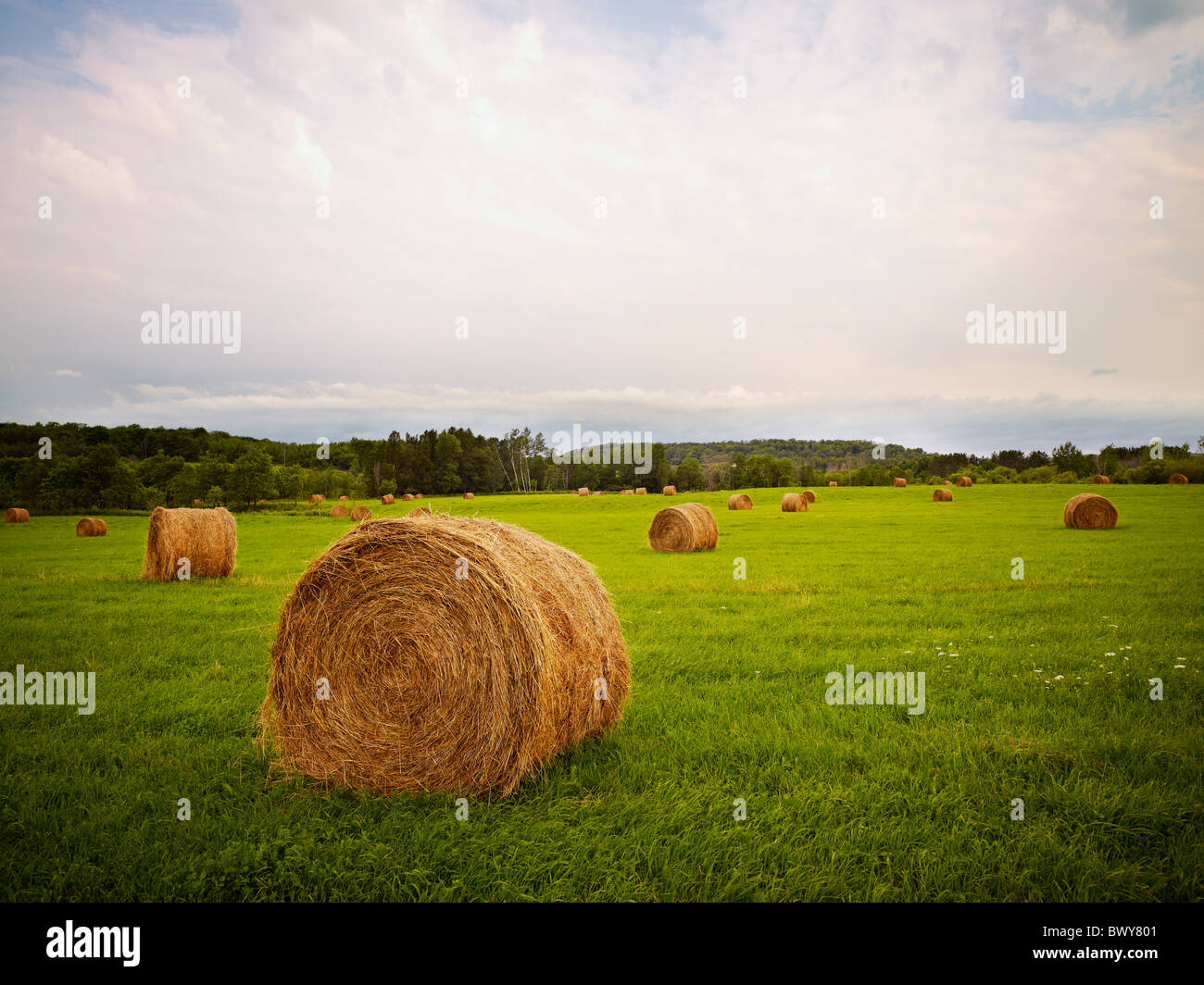 Bales of Hay in Field, near Port Carling, Ontario, Canada Stock Photo ...