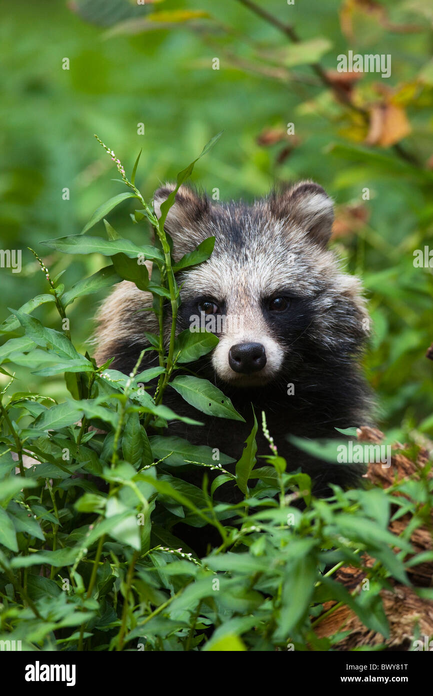 Portrait of Raccoon Dog Stock Photo - Alamy