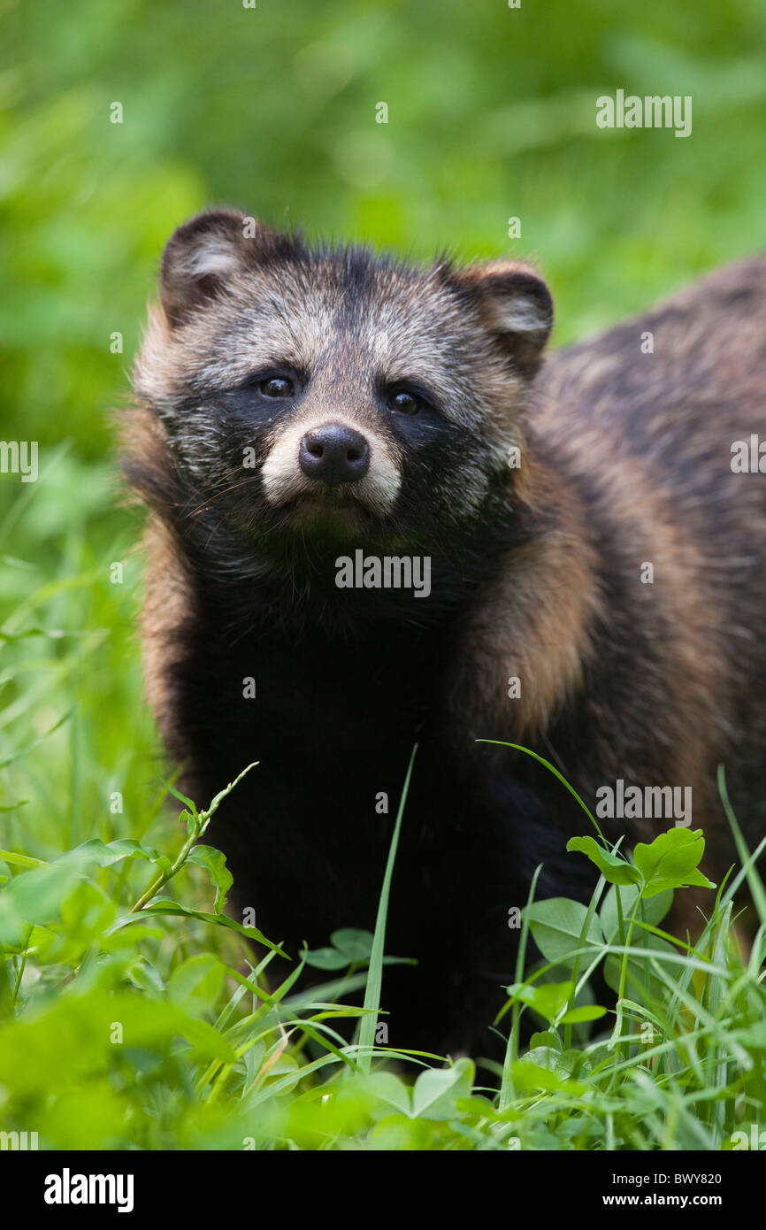 Portrait of Raccoon Dog Stock Photo - Alamy