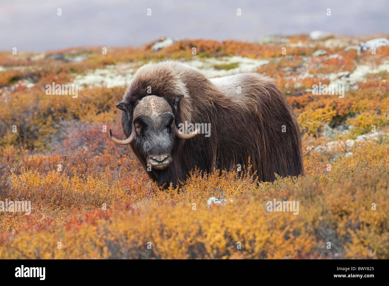 Musk oxen tundra muskox hi-res stock photography and images - Alamy