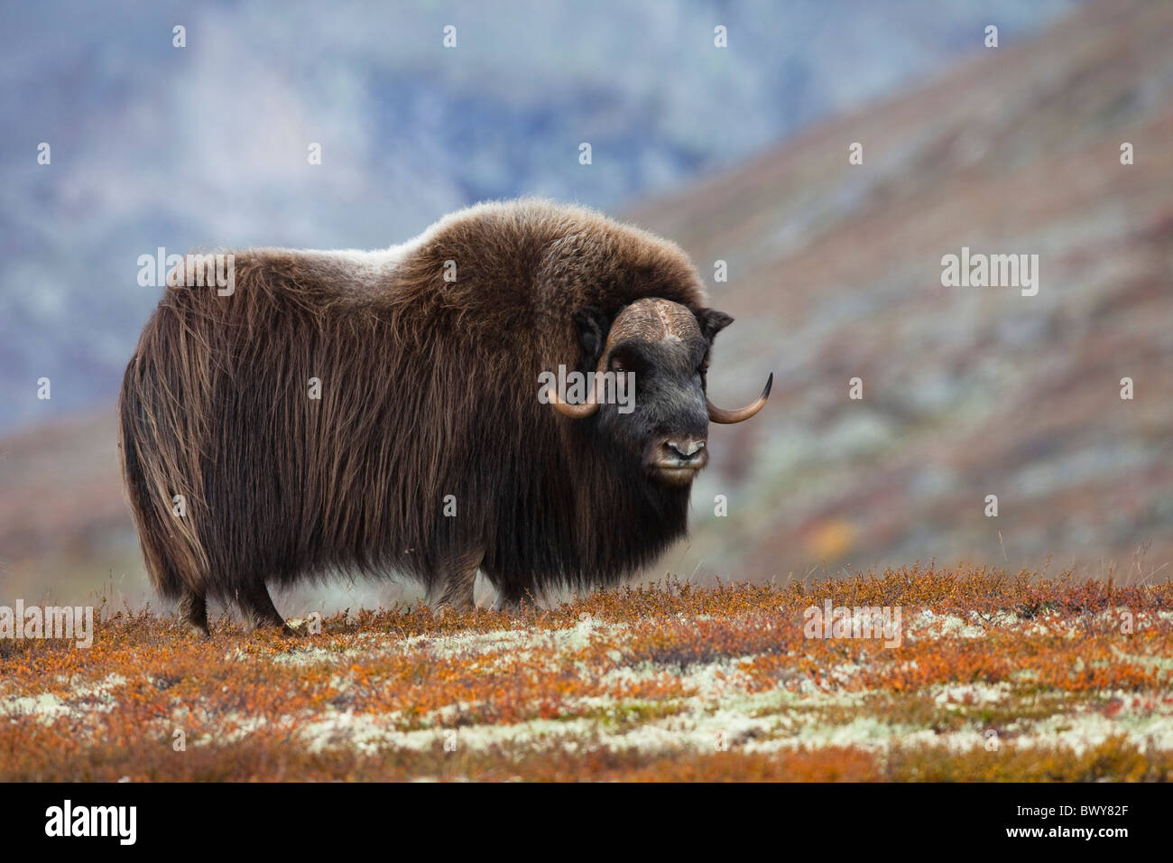 Musk oxen tundra muskox hi-res stock photography and images - Alamy