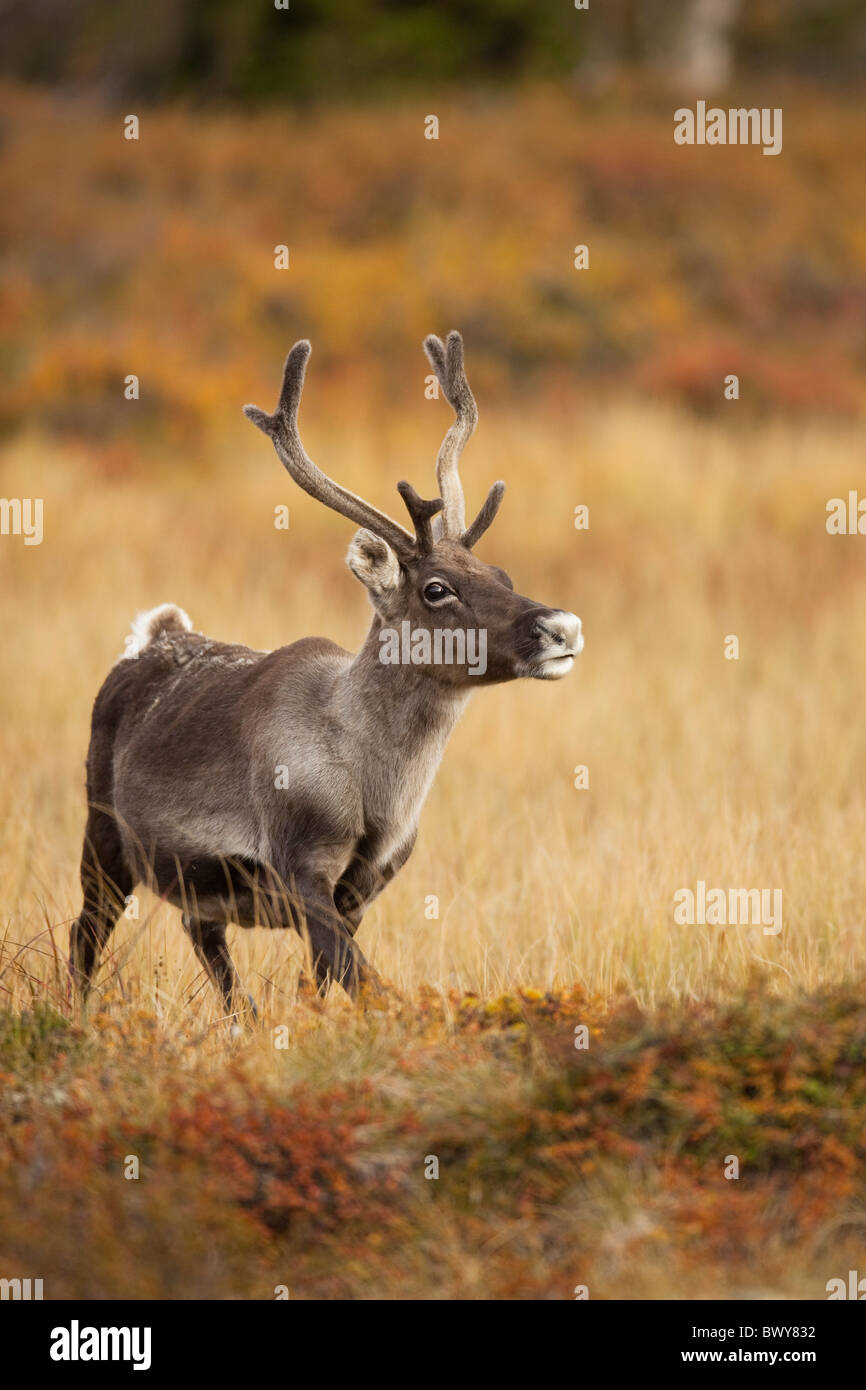 Reindeer portrait hi-res stock photography and images - Alamy